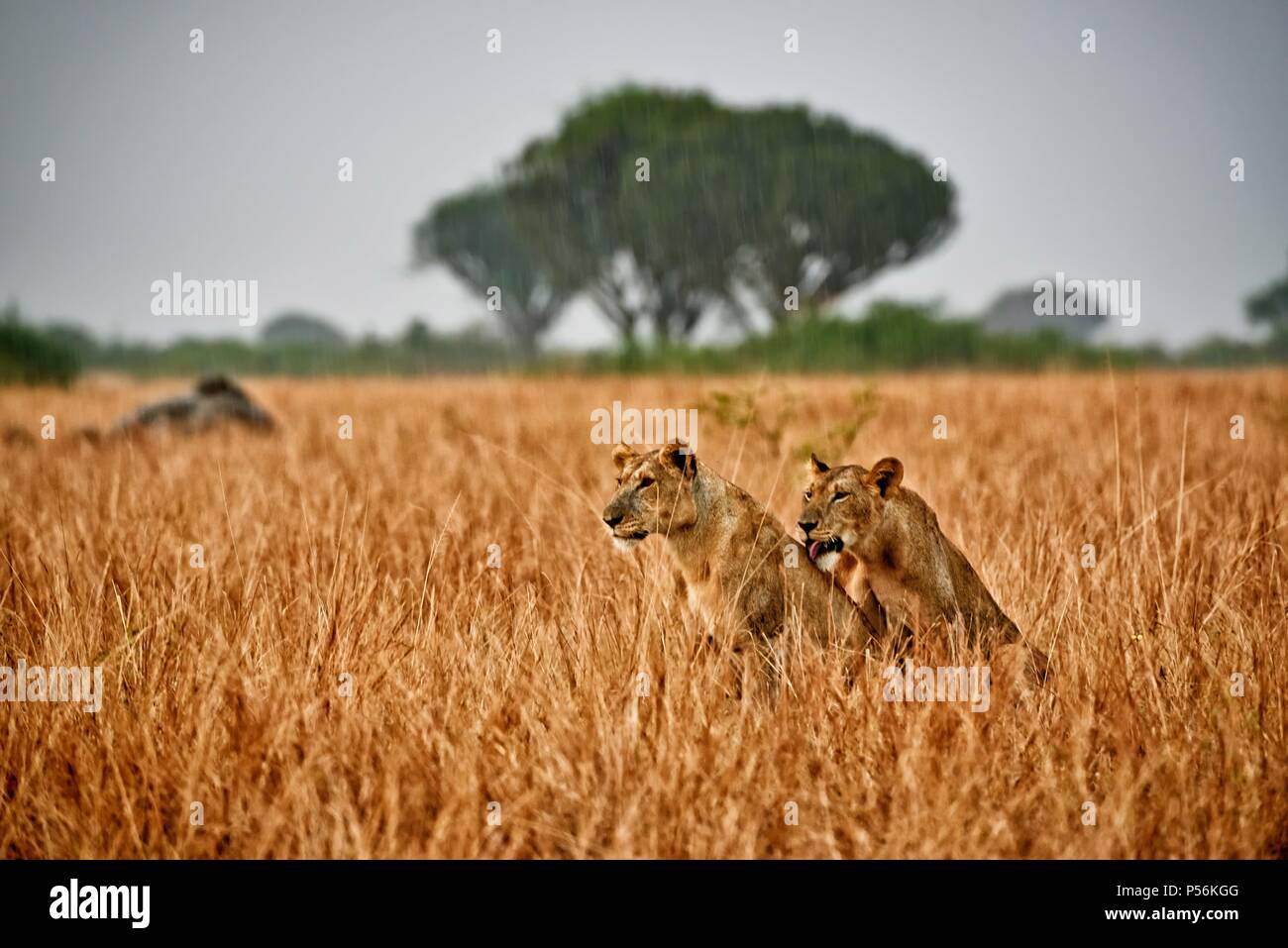 Elizabeth rains hi-res stock photography and images - Alamy