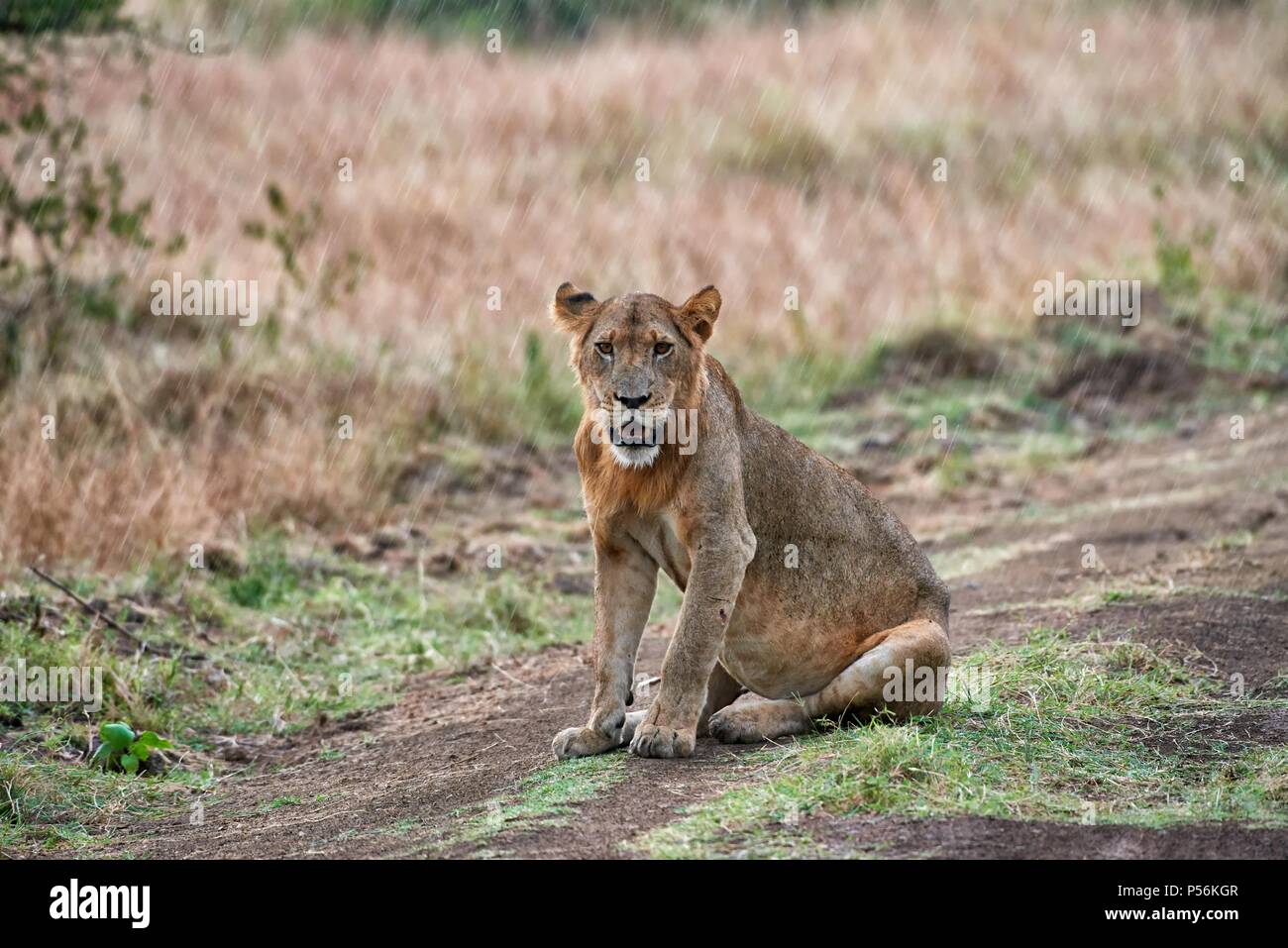 Elizabeth rains hi-res stock photography and images - Alamy