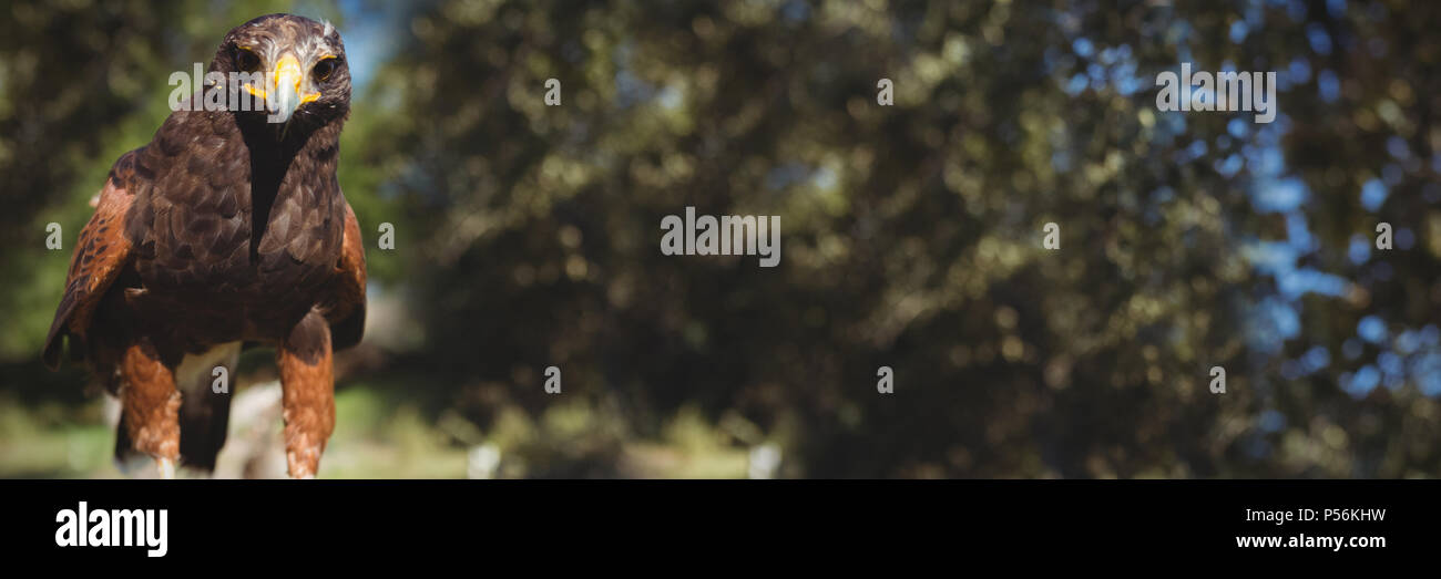 Eagle on hand hi-res stock photography and images - Alamy