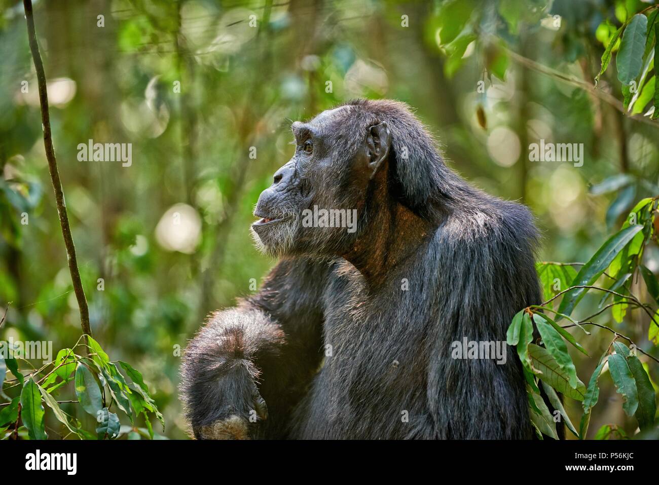 Chimpanzee profile hi-res stock photography and images - Alamy