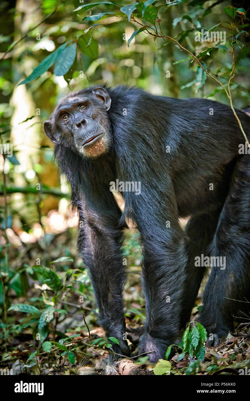 Chimpanzee standing tree hi-res stock photography and images - Alamy