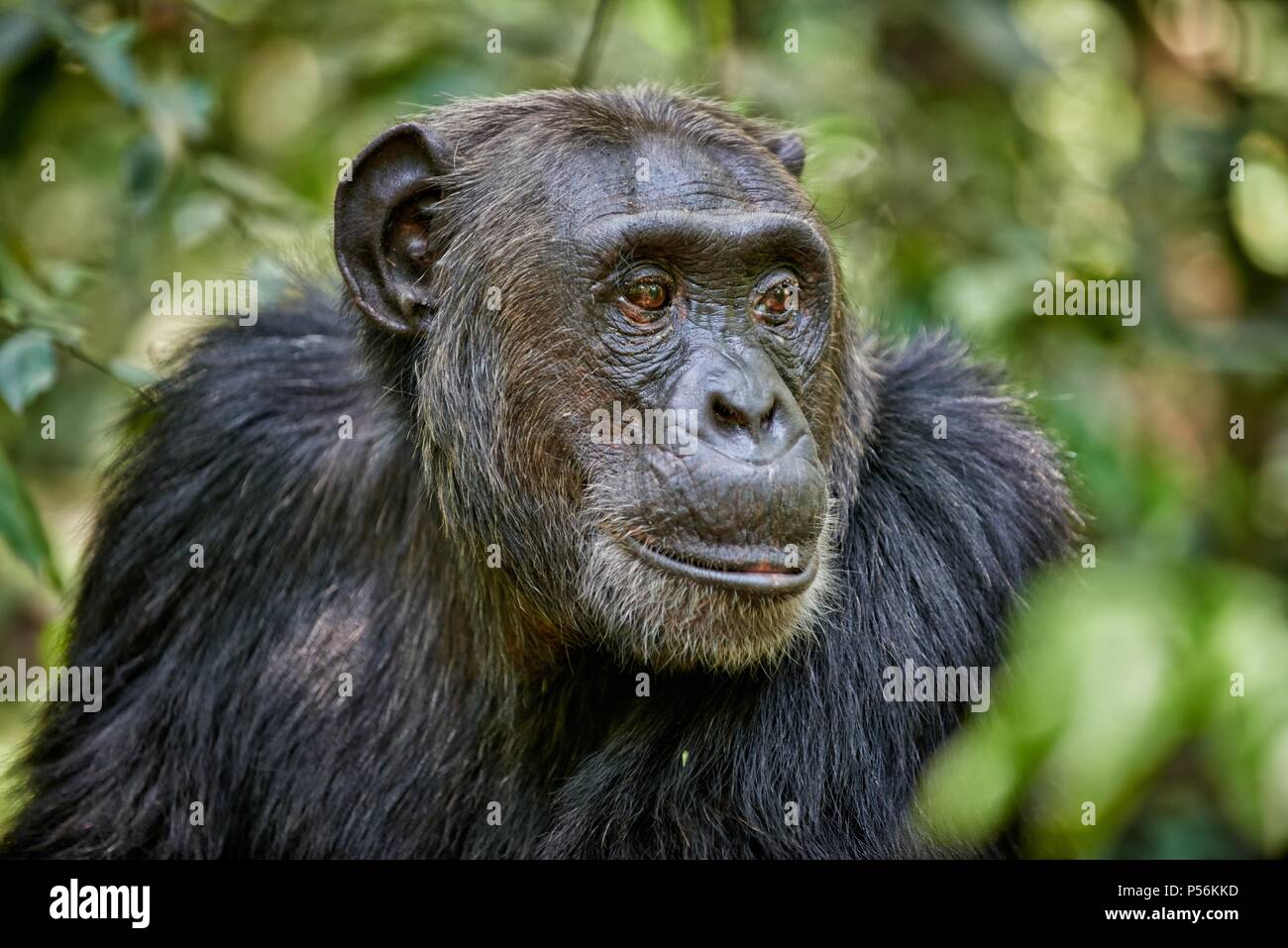 Chimpanzee portraits hi-res stock photography and images - Alamy