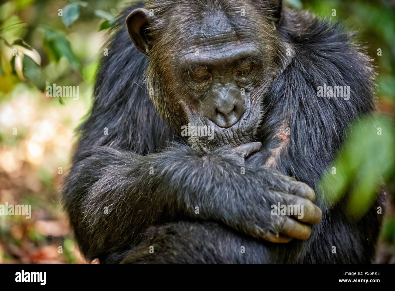 Wound wounds wildlife animal hi-res stock photography and images - Alamy