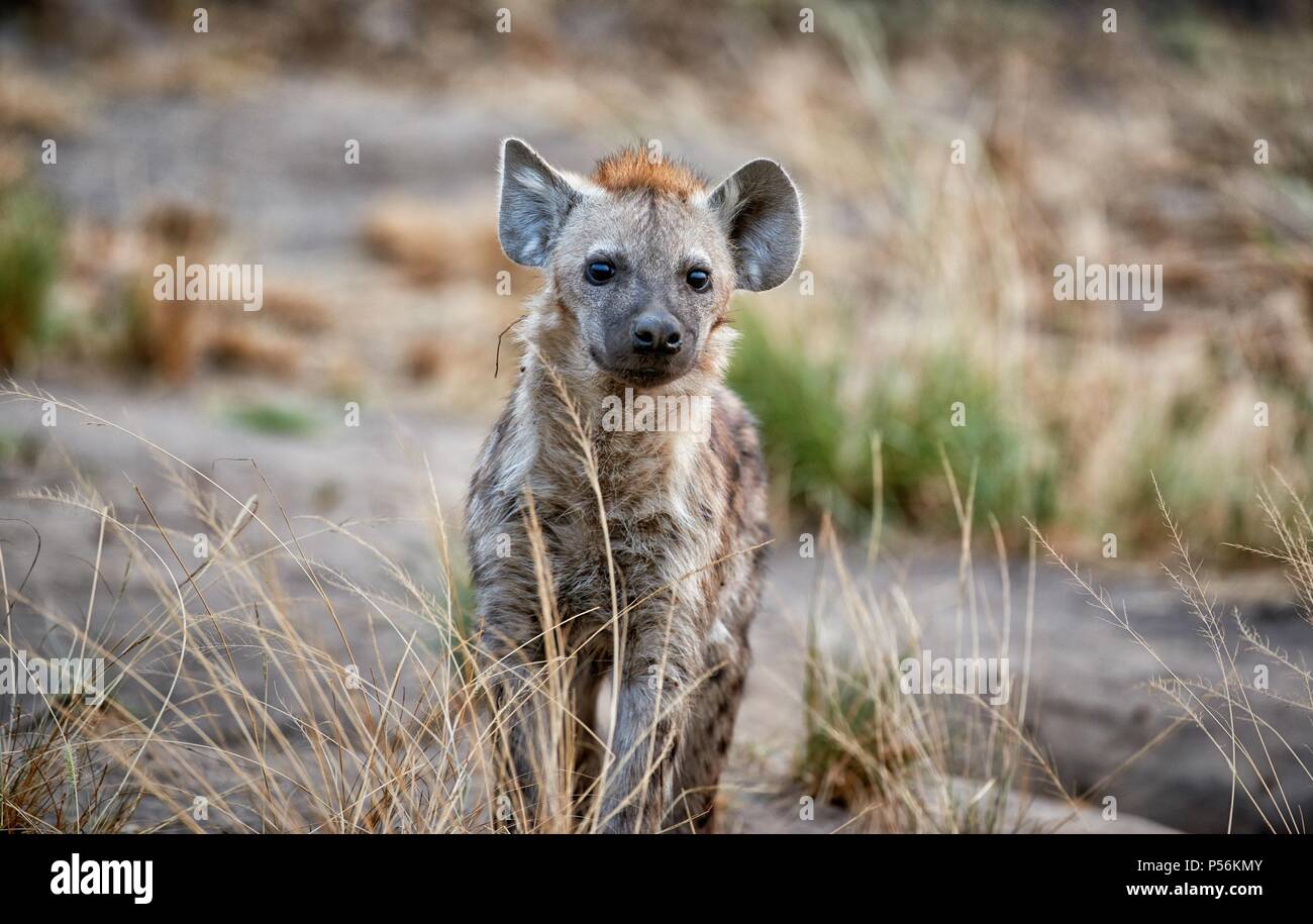 Parque nacional queen elizabeth national park hi-res stock photography ...