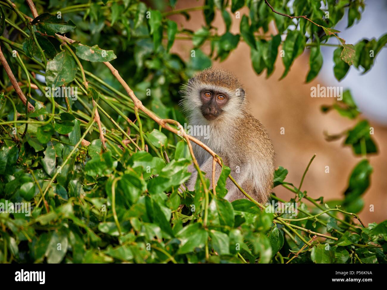Grivets hi-res stock photography and images - Alamy