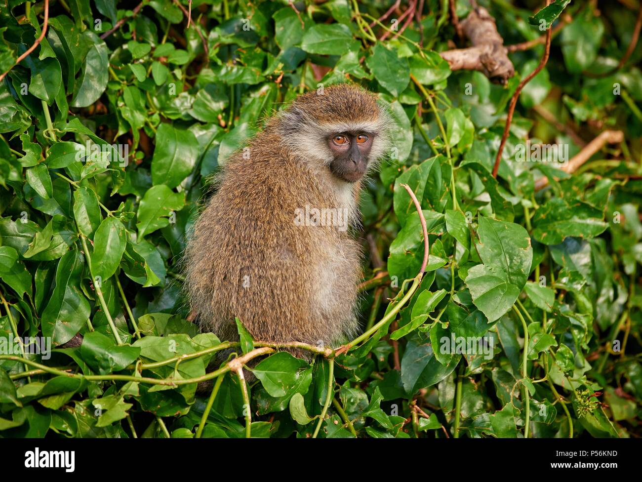 Grivet hi-res stock photography and images - Alamy