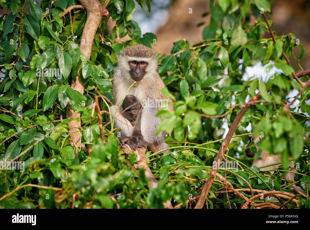 Grivets hi-res stock photography and images - Alamy