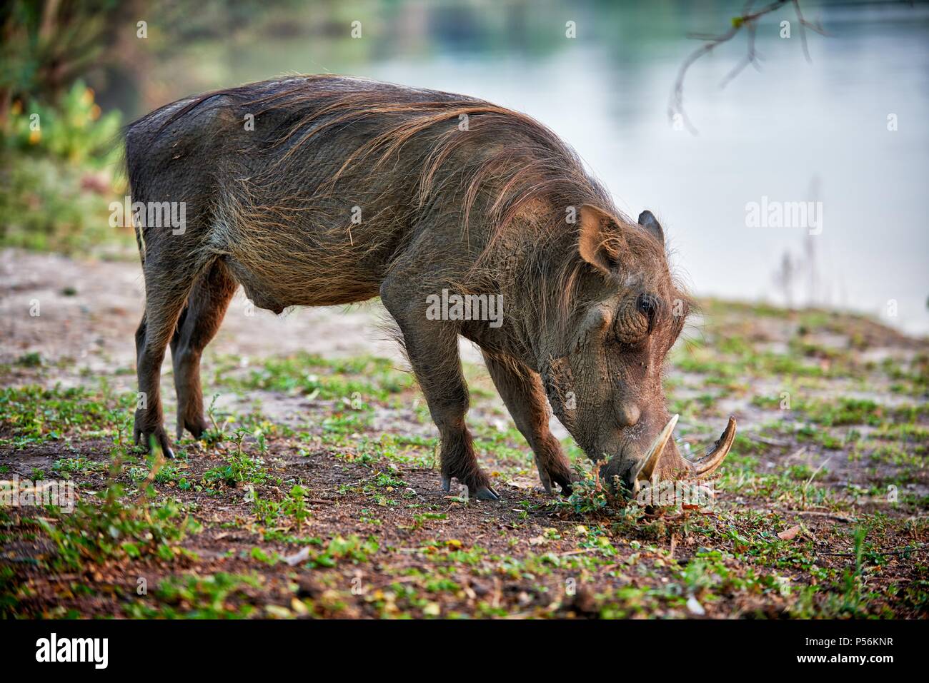 Warthogs foraging hi-res stock photography and images - Alamy