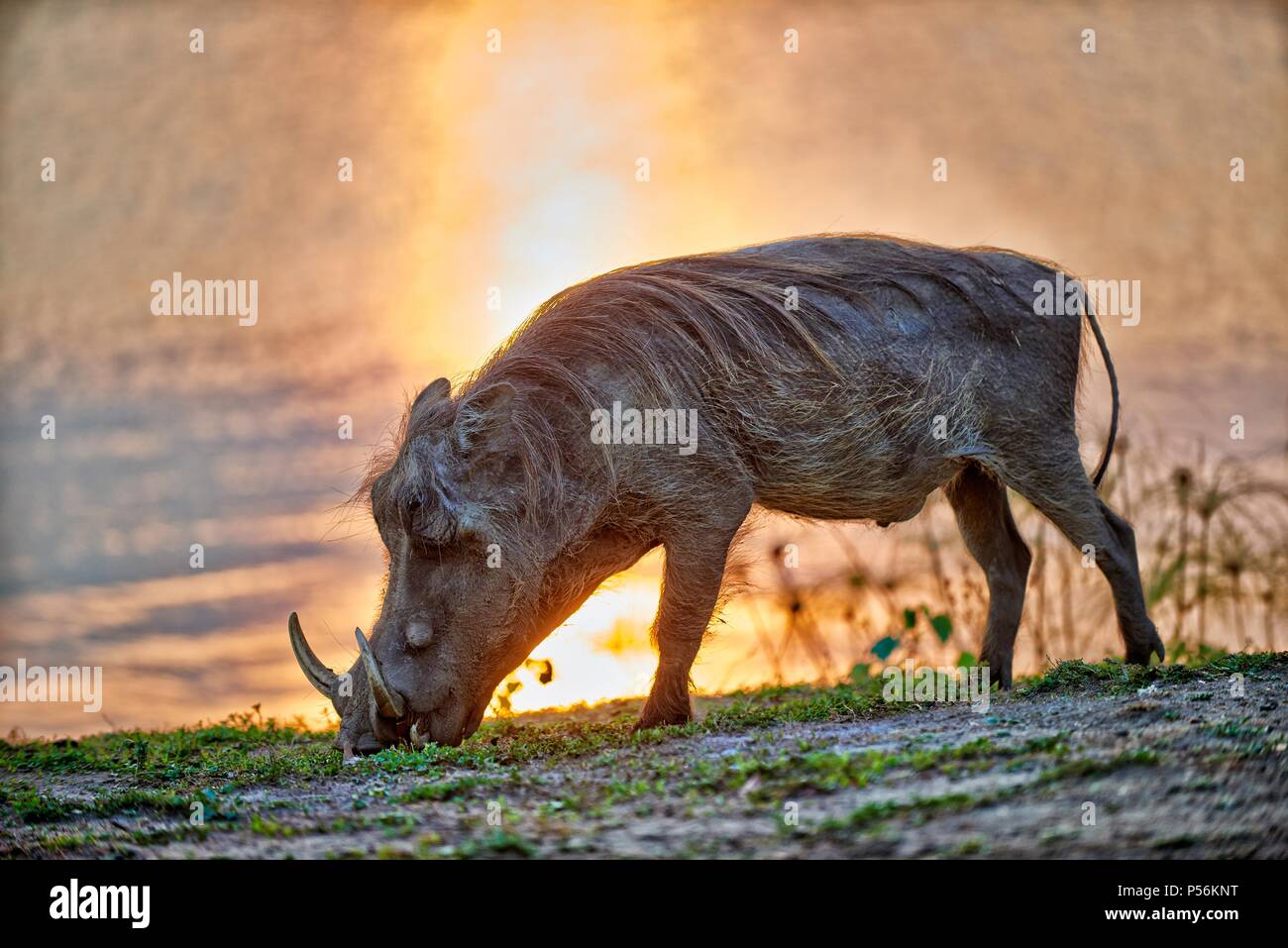 Warthog at dawn hi-res stock photography and images - Alamy