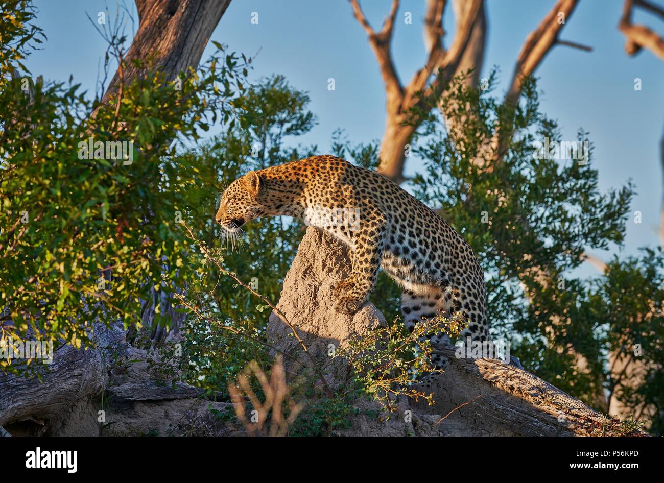 Single female leopard panthera hi-res stock photography and images - Alamy