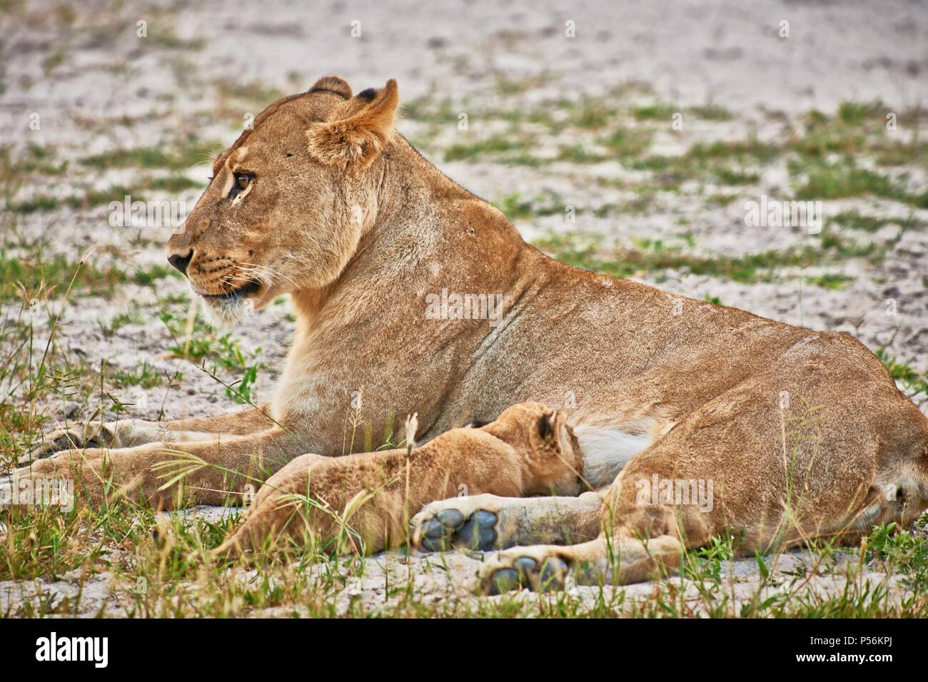 Lion cubs nursing hi-res stock photography and images - Alamy