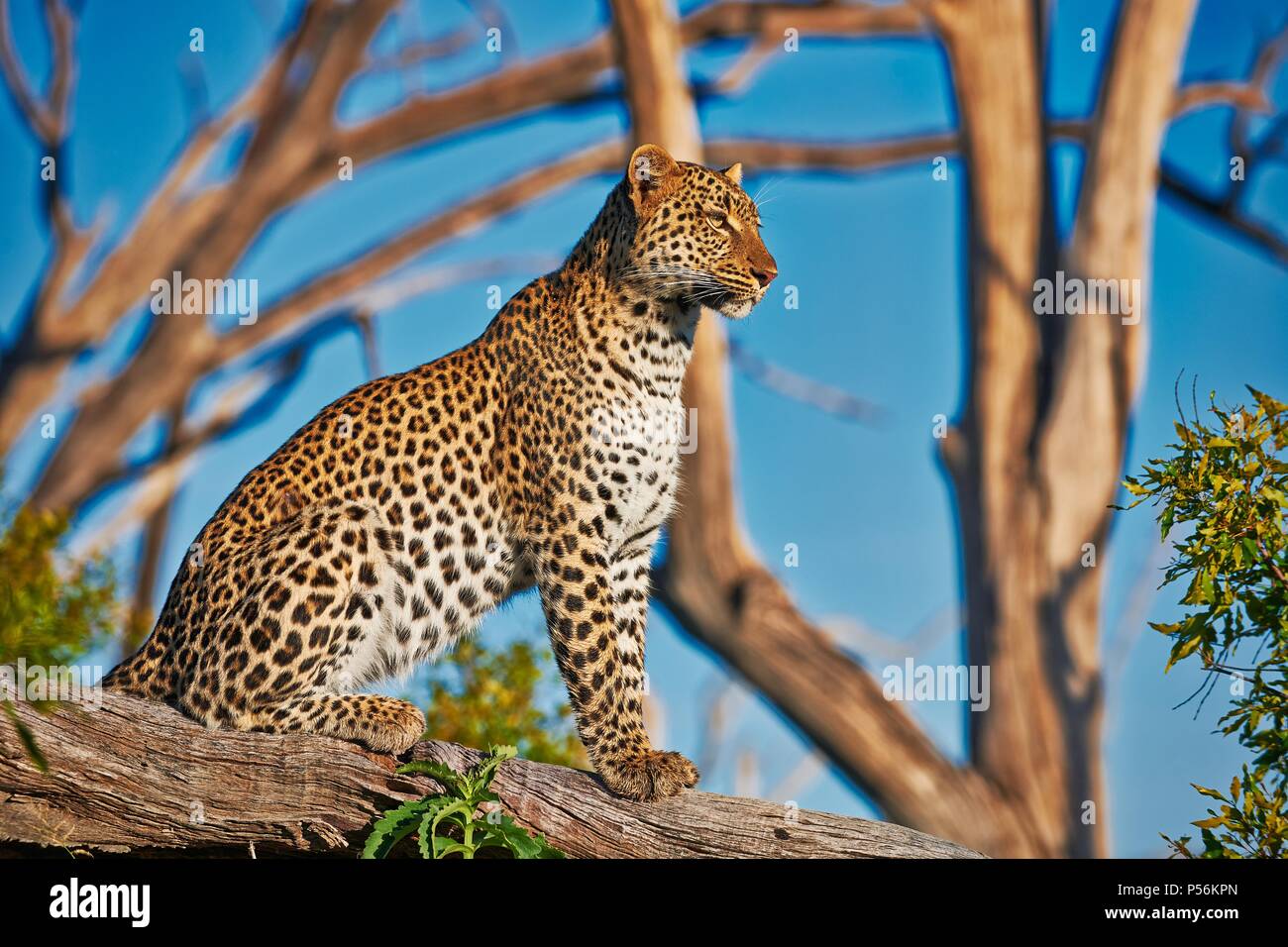 Leopard profile panthera pardus sitting hi-res stock photography and ...