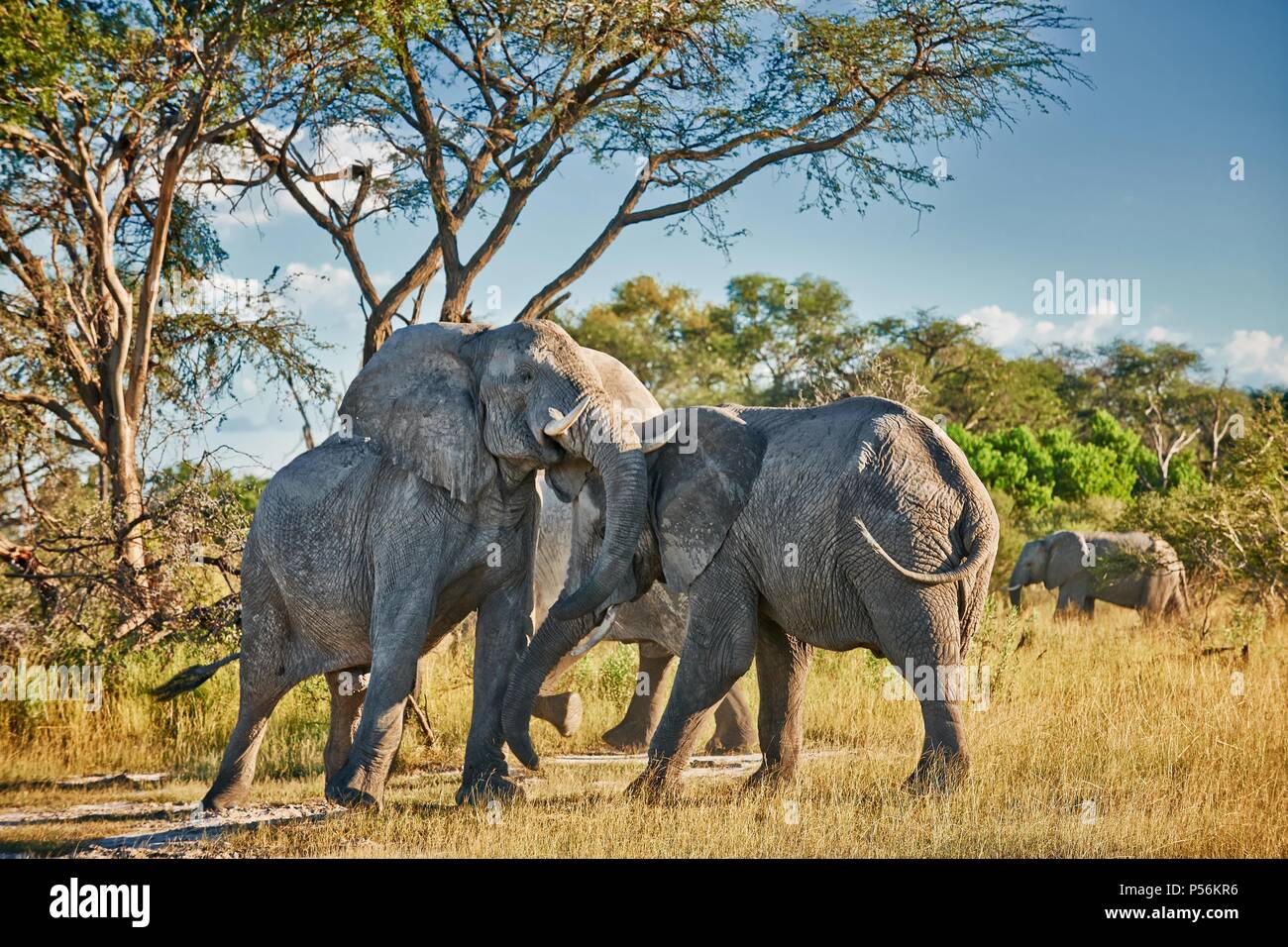 Group african elephant bulls hi-res stock photography and images - Alamy