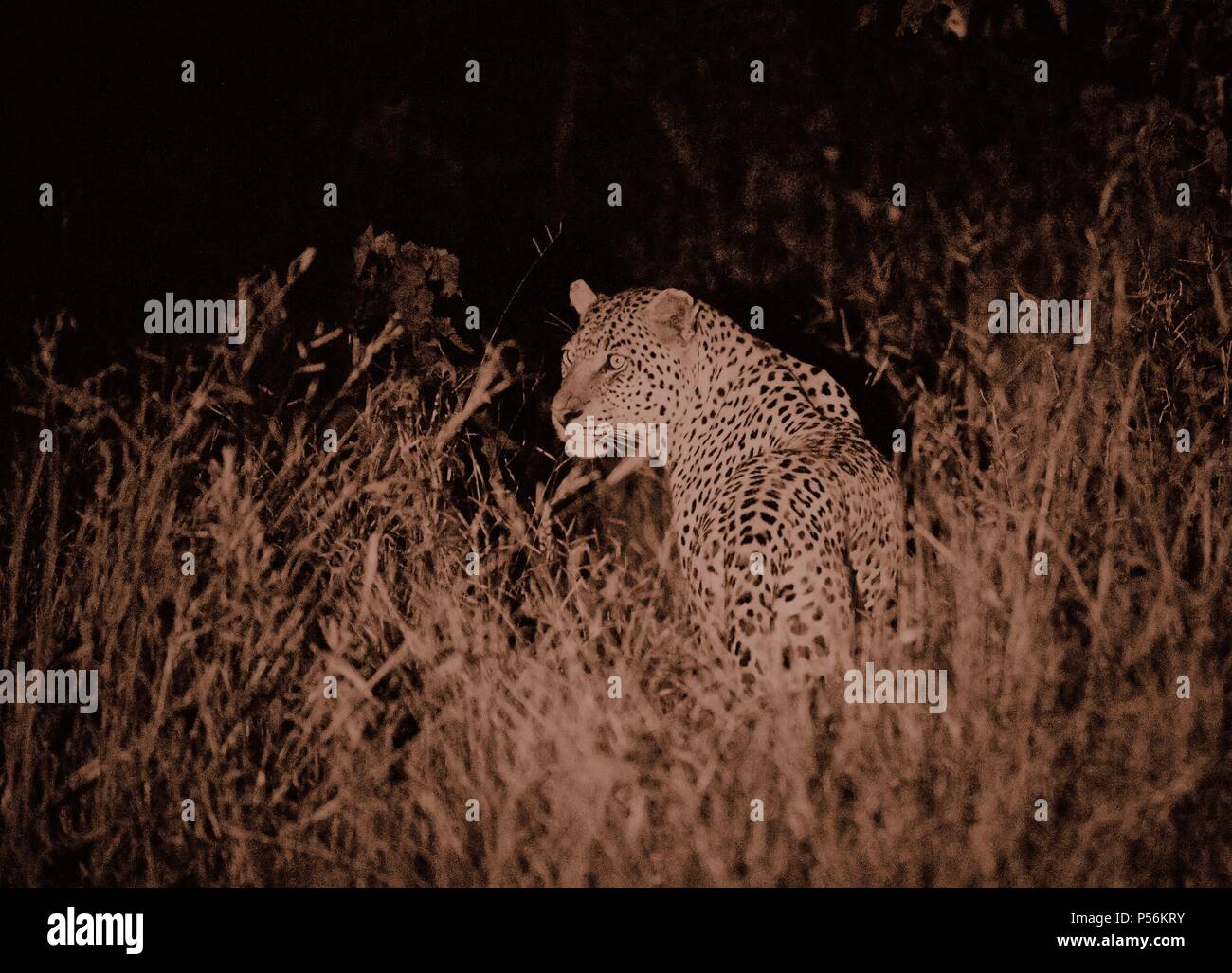 Leopard back view hi-res stock photography and images - Alamy