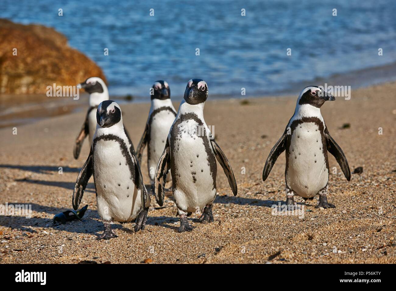 African penguins walking group boulders hi-res stock photography and ...