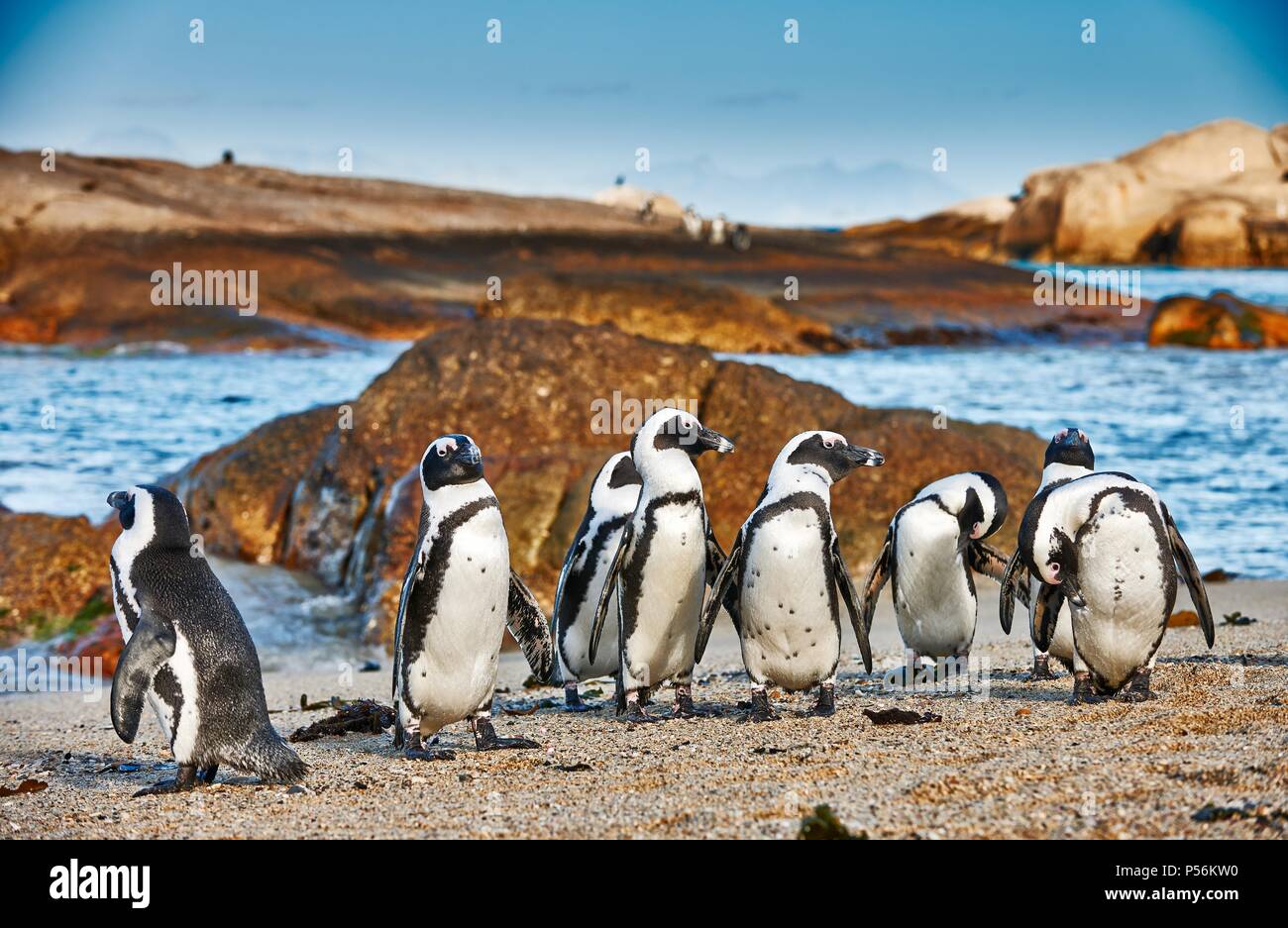 Free penguins hi-res stock photography and images - Alamy