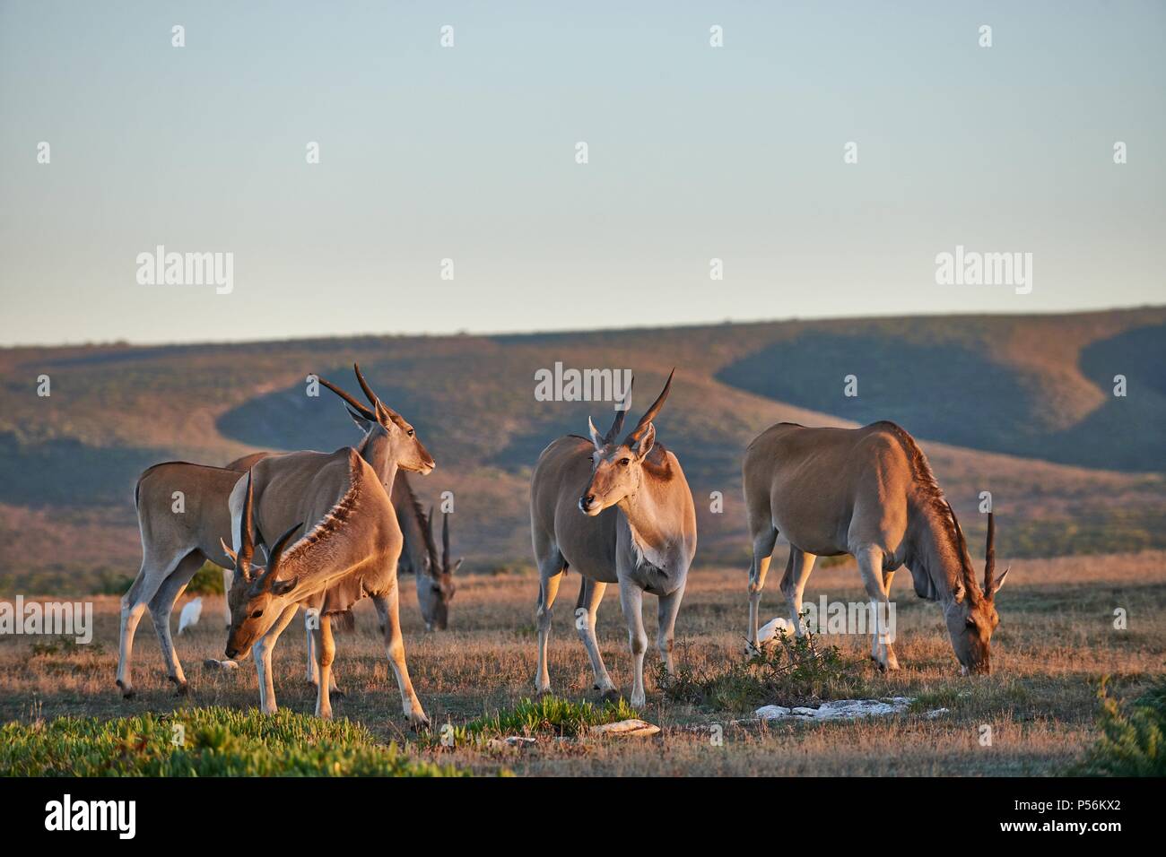 Eland at sunset hi-res stock photography and images - Alamy
