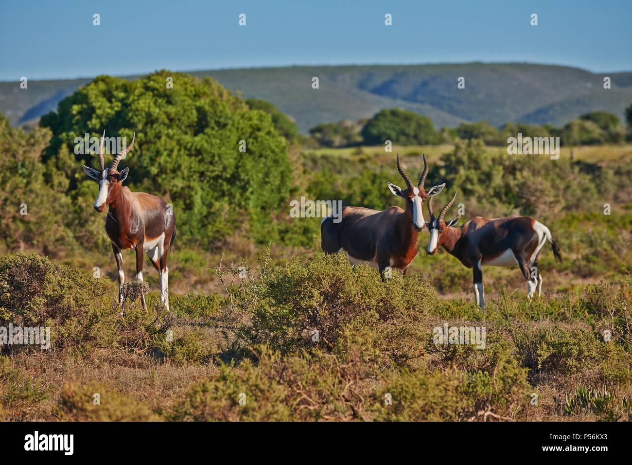 Bonteboks hi-res stock photography and images - Alamy