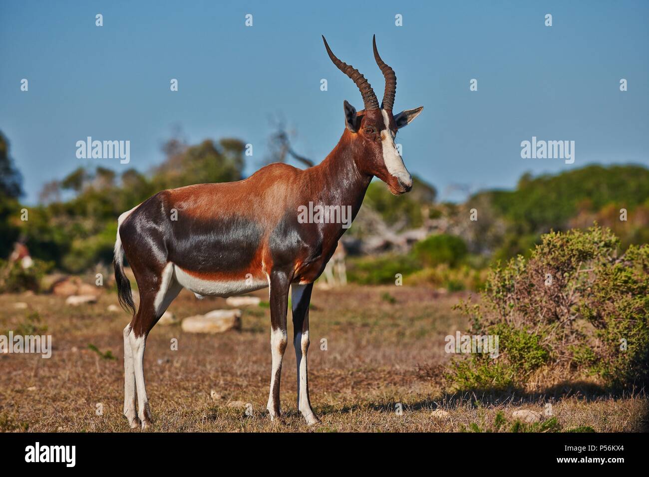 Bonteboks hi-res stock photography and images - Alamy