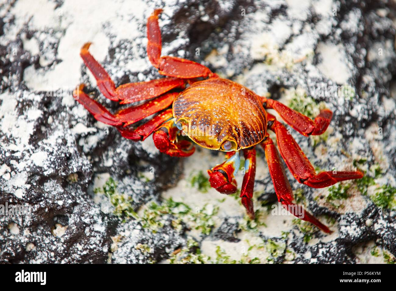 red rock crab Stock Photo - Alamy
