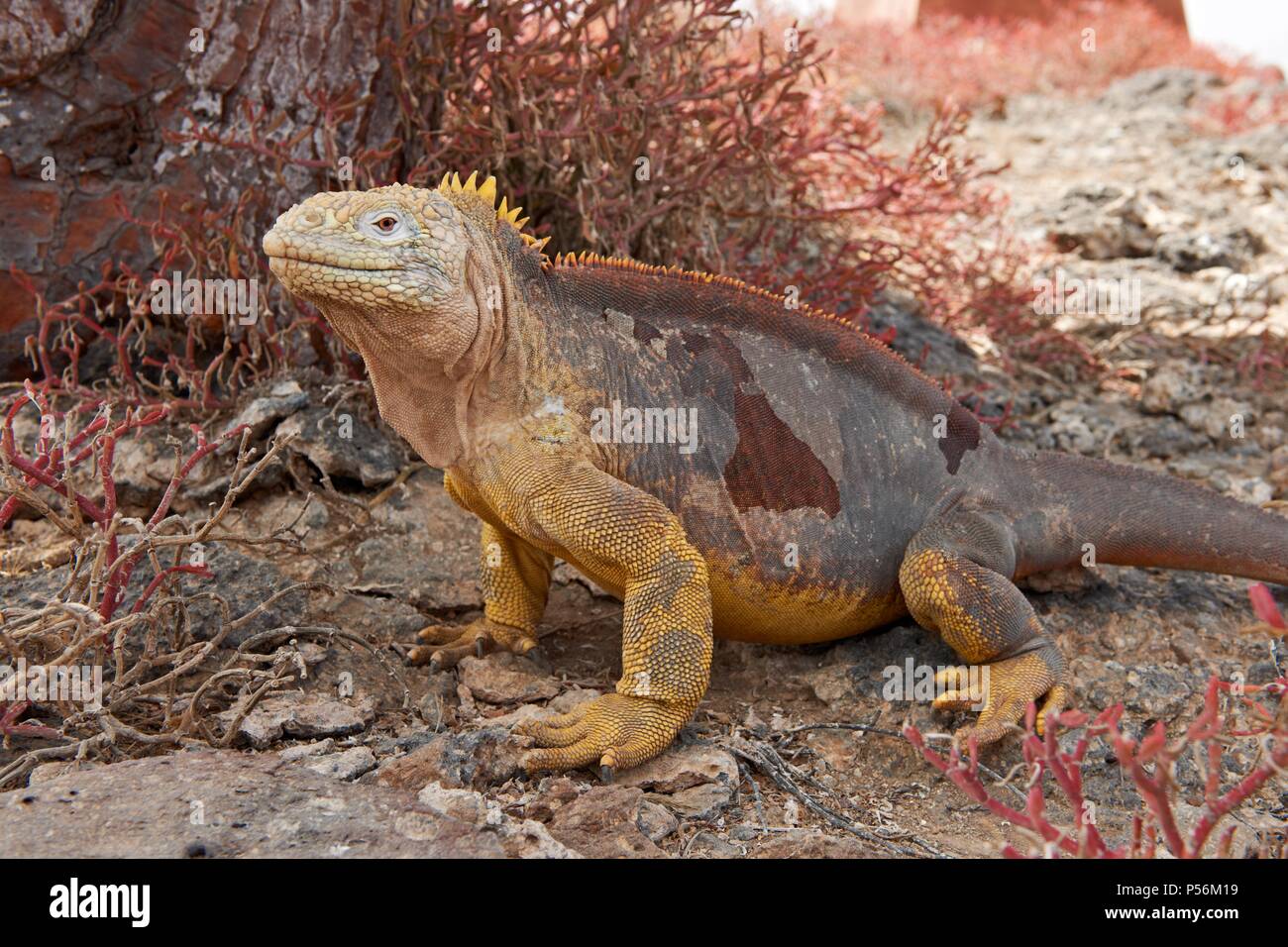 Galapagos land iguana Stock Photo - Alamy