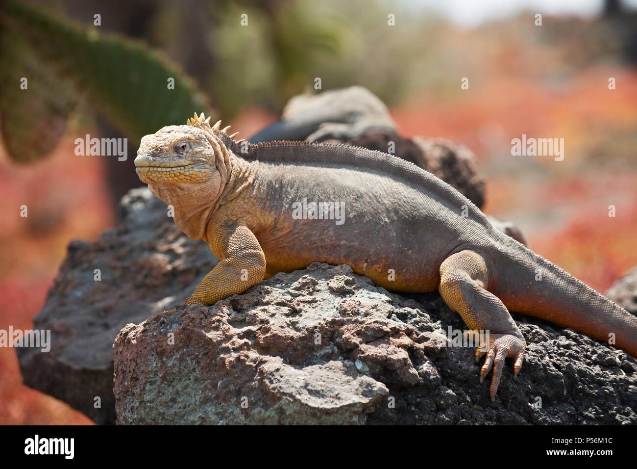 Galapagos land iguana Stock Photo - Alamy