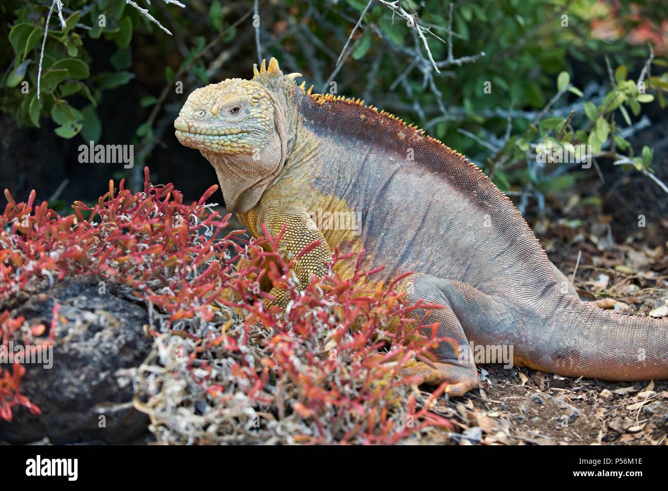 Galapagos land iguana Stock Photo - Alamy