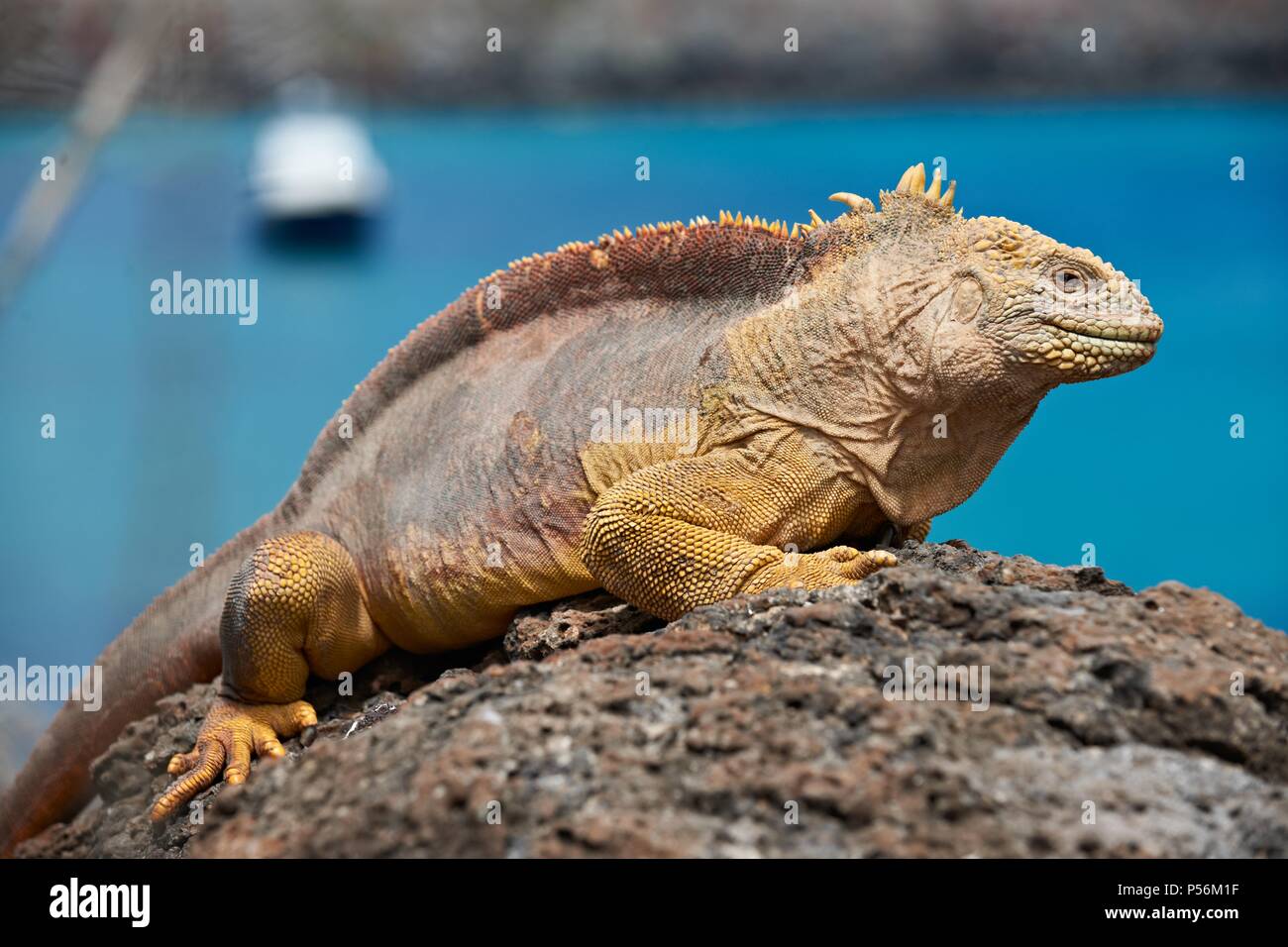 Galapagos land iguana Stock Photo - Alamy