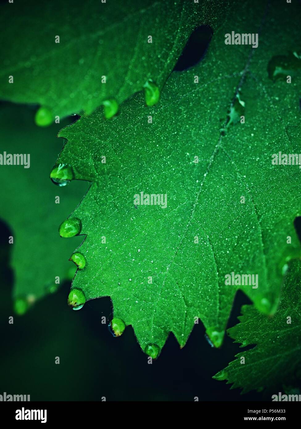 Water drop on tip of leaves hi-res stock photography and images - Alamy