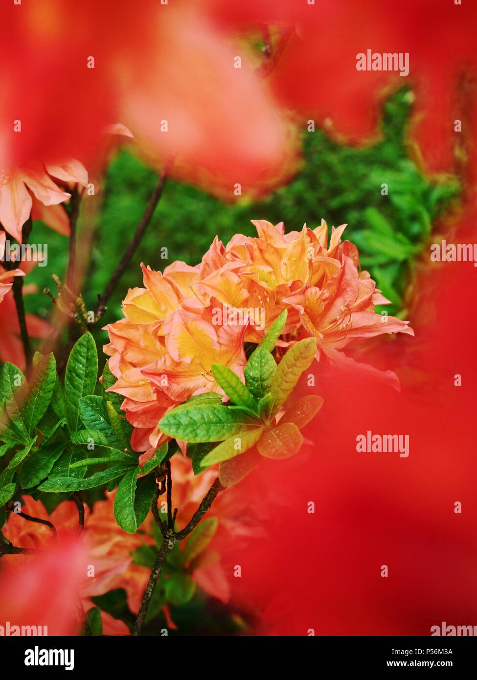 Vireya Rhododendron in amazing blossom. Flaming bright flower blooming ...