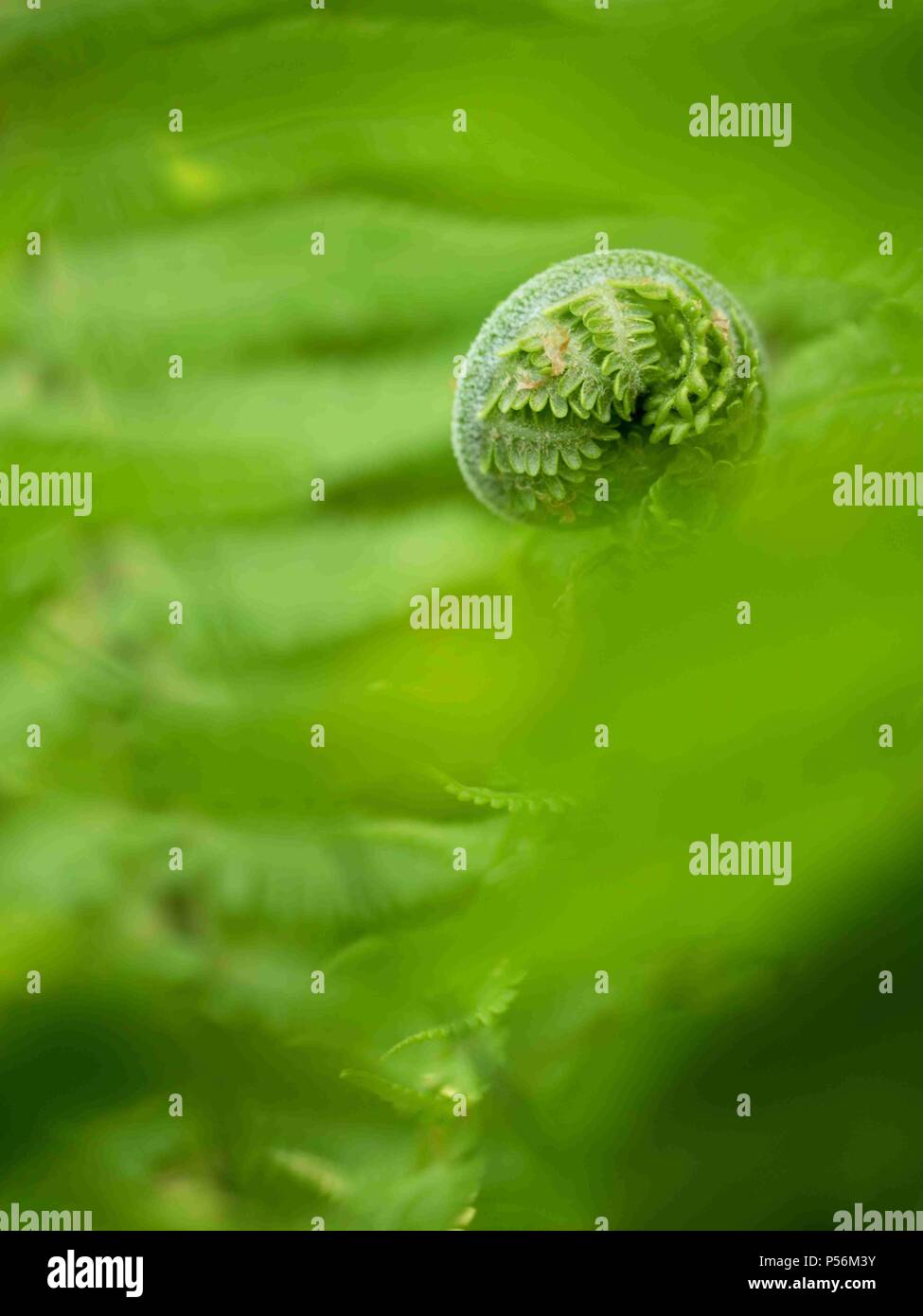 Circular pattern fresh fern hi-res stock photography and images - Alamy
