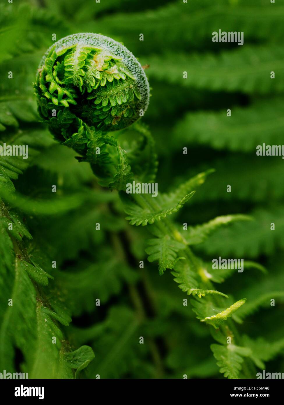 Fresh fern leaf, unrolling a young frond at a botanical garden ...