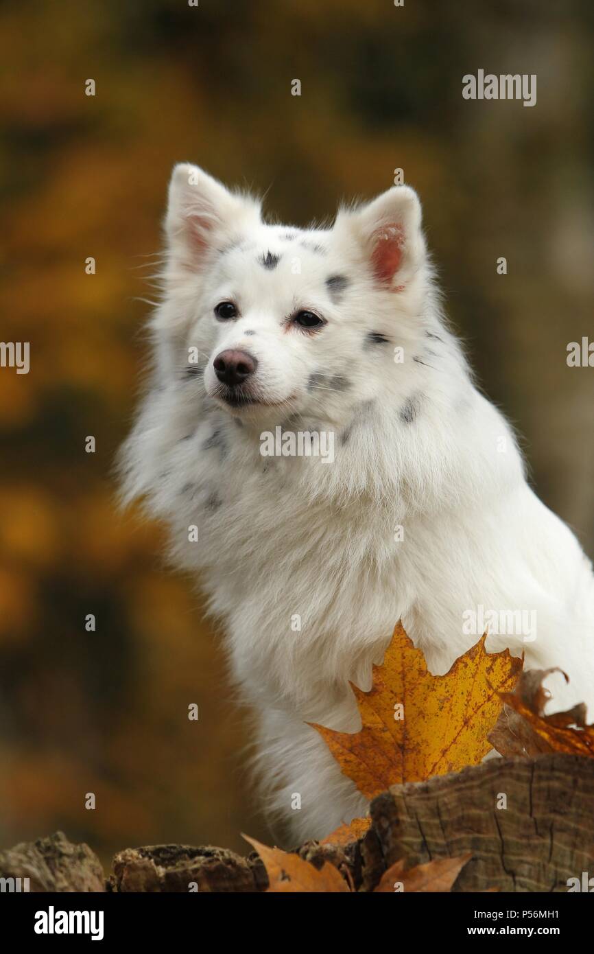 sitting German Spitz Stock Photo - Alamy