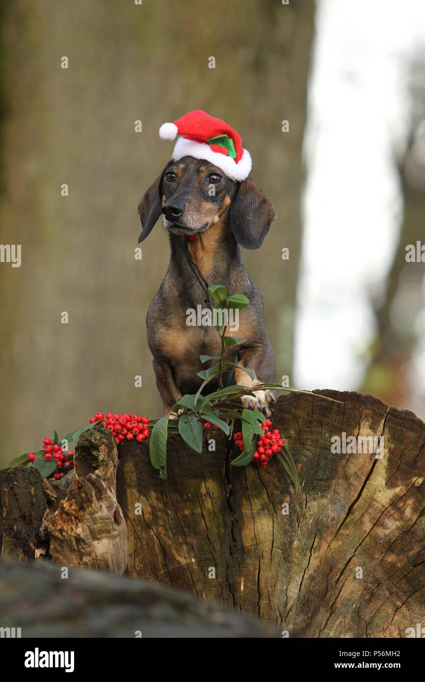 Hounds berry hi-res stock photography and images - Alamy