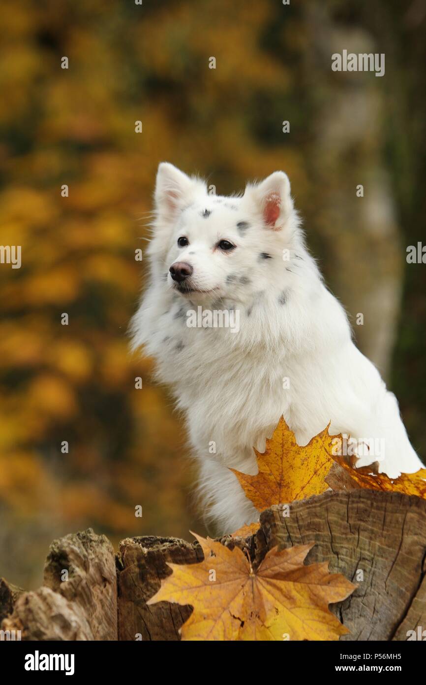 sitting German Spitz Stock Photo - Alamy