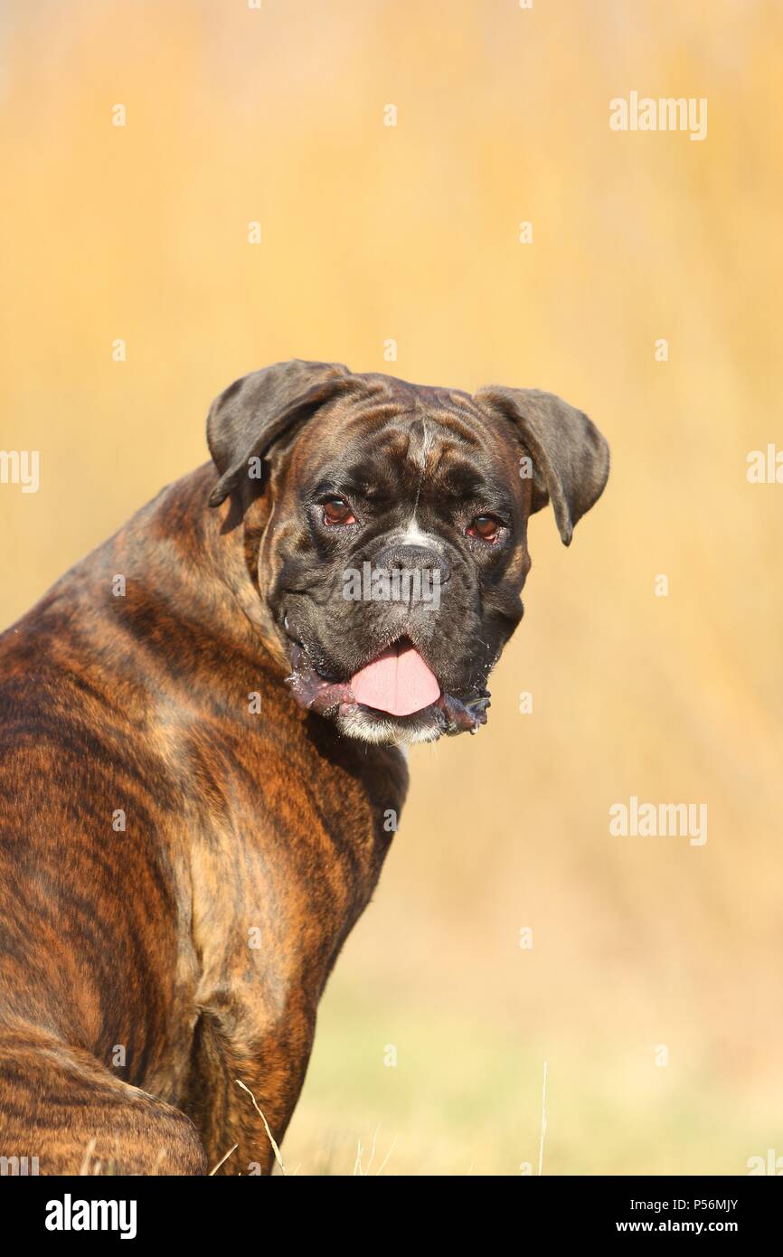 German Boxer Portrait Stock Photo - Alamy