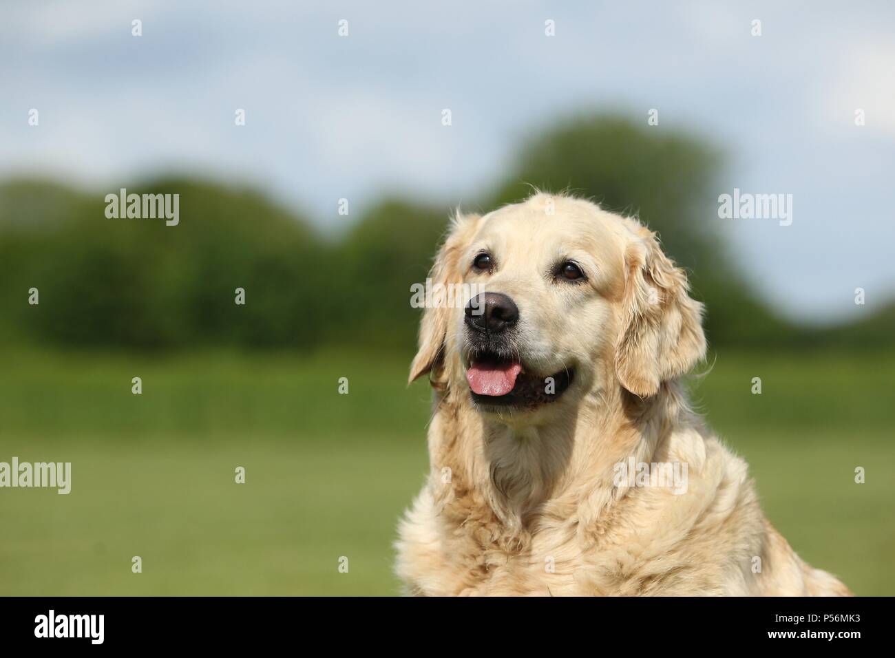 Golden Retriever Portrait Stock Photo - Alamy