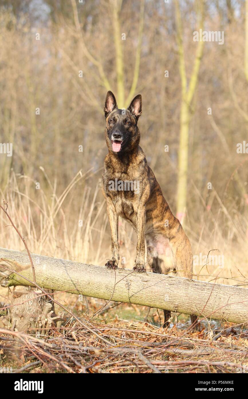 Hollandse herdershond dutch shepherd standing hi-res stock photography ...