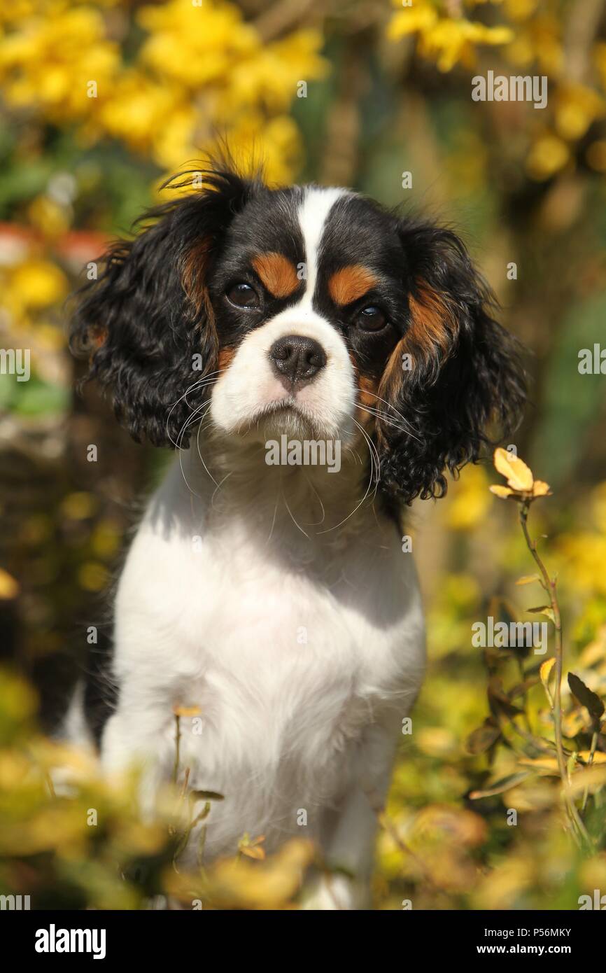 Cavalier King Charles Spaniel Portrait Stock Photo - Alamy