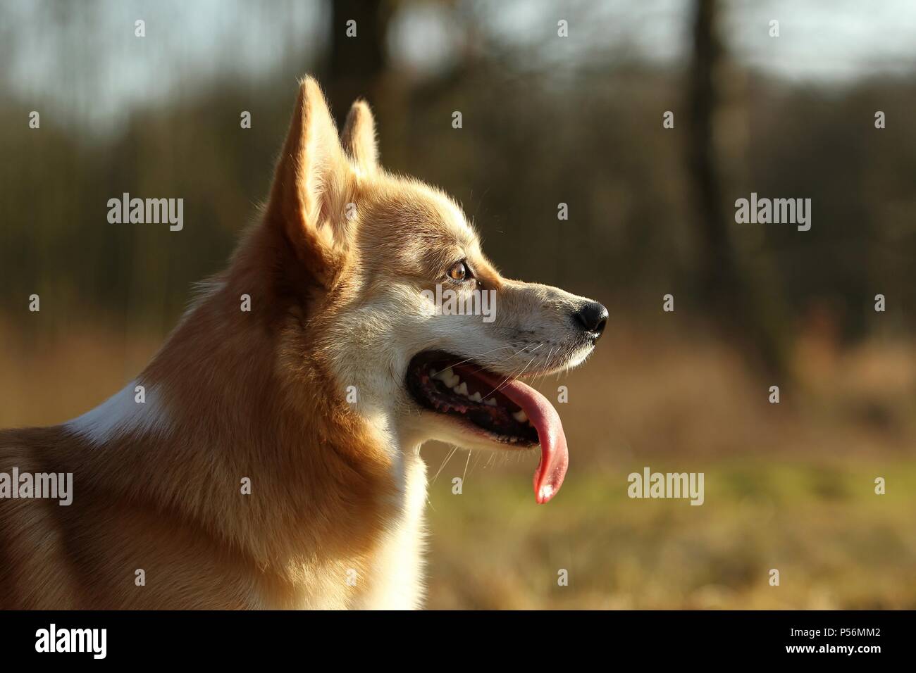 Corgi profile hi-res stock photography and images - Alamy