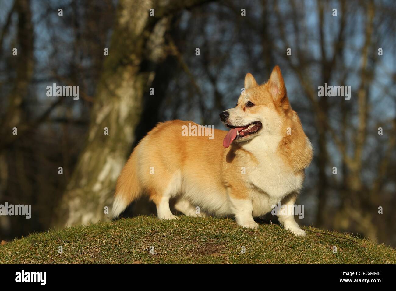 Welsh Corgi Pembroke Stock Photo - Alamy
