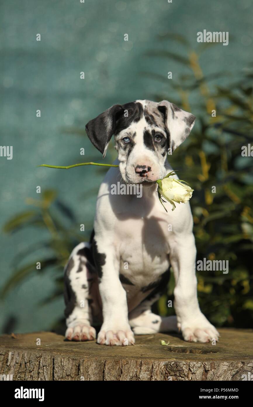 Great Dane Puppy Stock Photo - Alamy