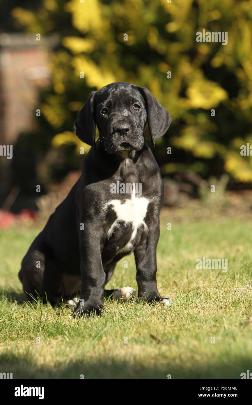 Great Dane Puppy Stock Photo - Alamy