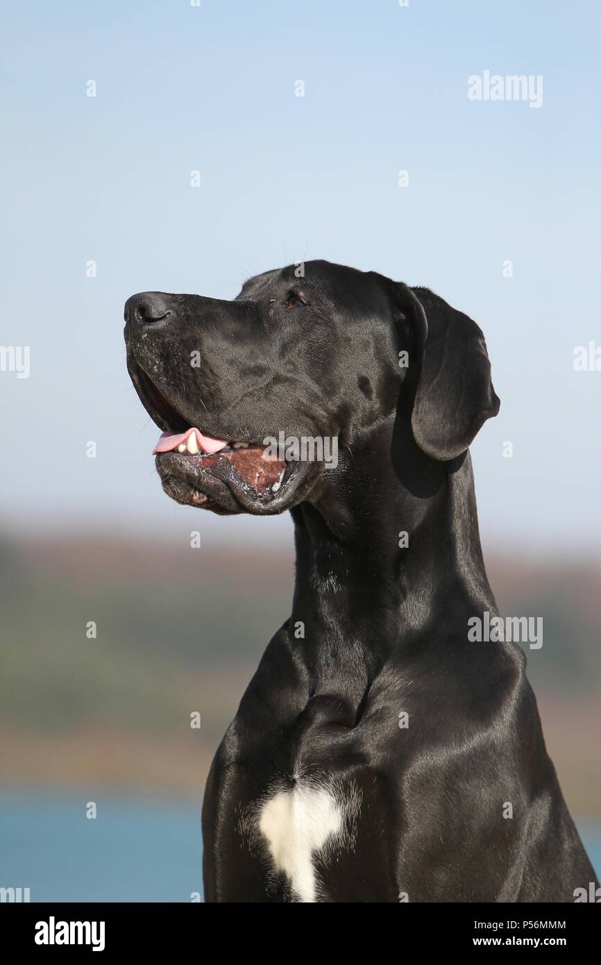 Great Dane Portrait Stock Photo - Alamy