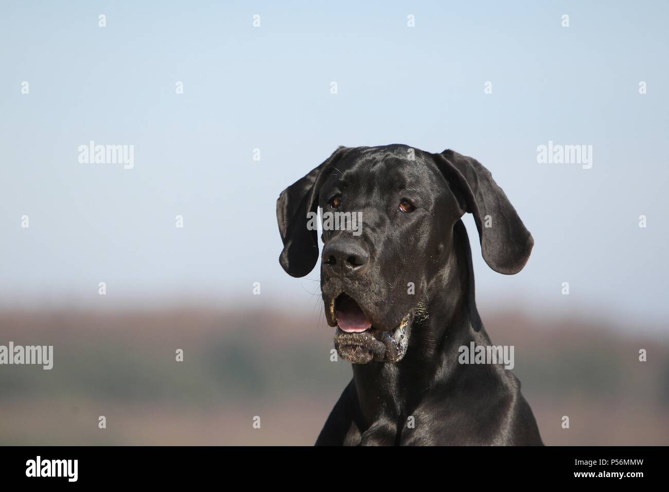 Great Dane Portrait Stock Photo - Alamy