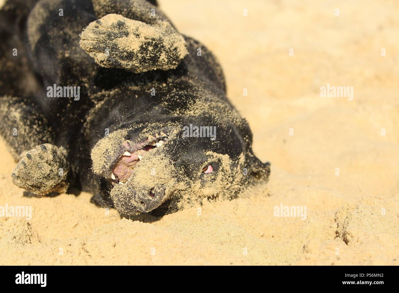 rolling Labrador Retriever Stock Photo - Alamy
