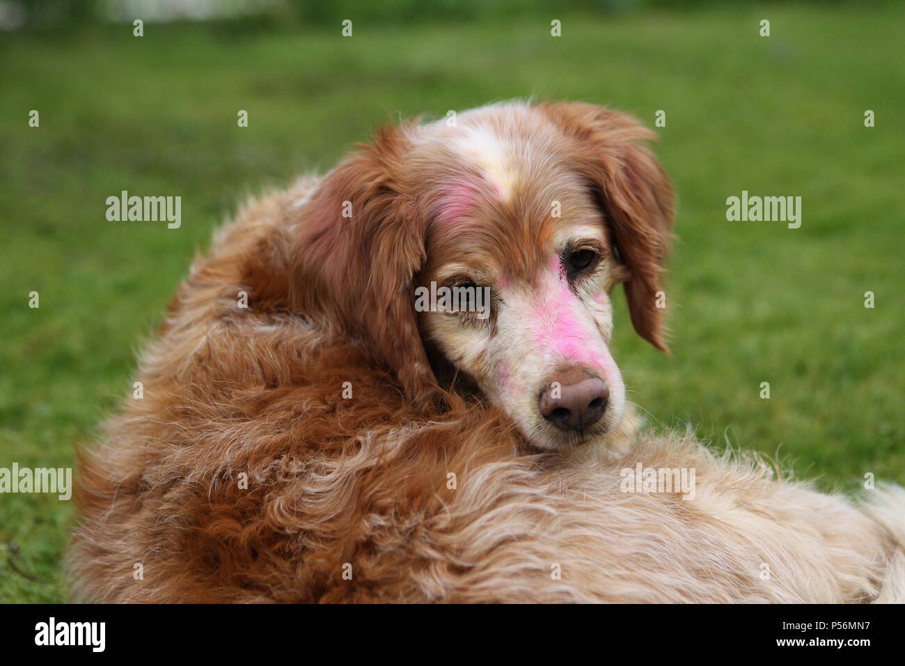 Epagneul Breton Portrait Stock Photo - Alamy