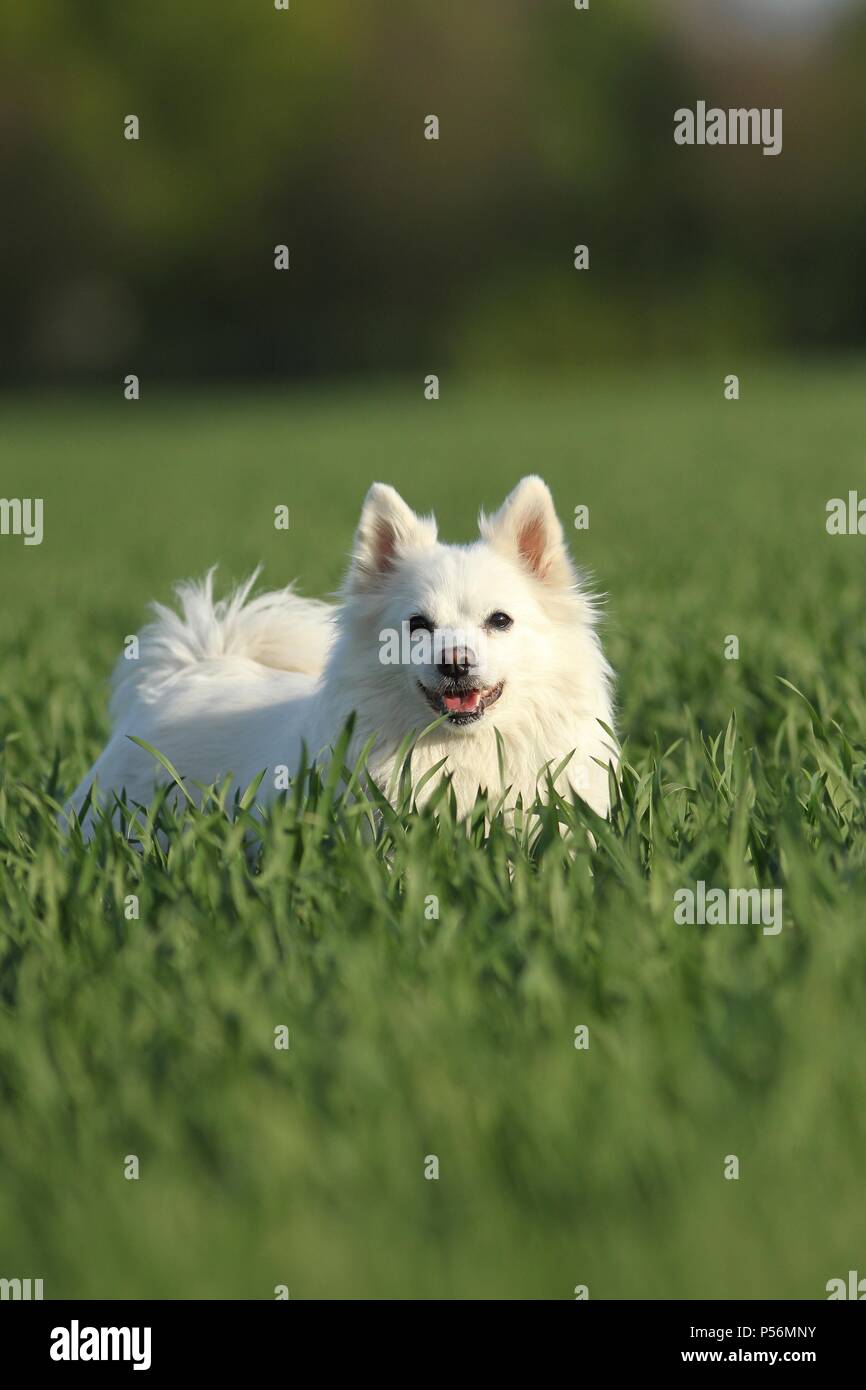 German Spitz Portrait Stock Photo - Alamy
