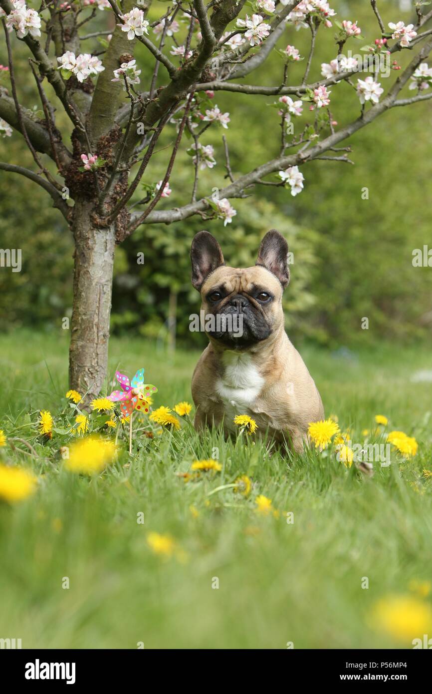 sitting French Bulldog Stock Photo - Alamy