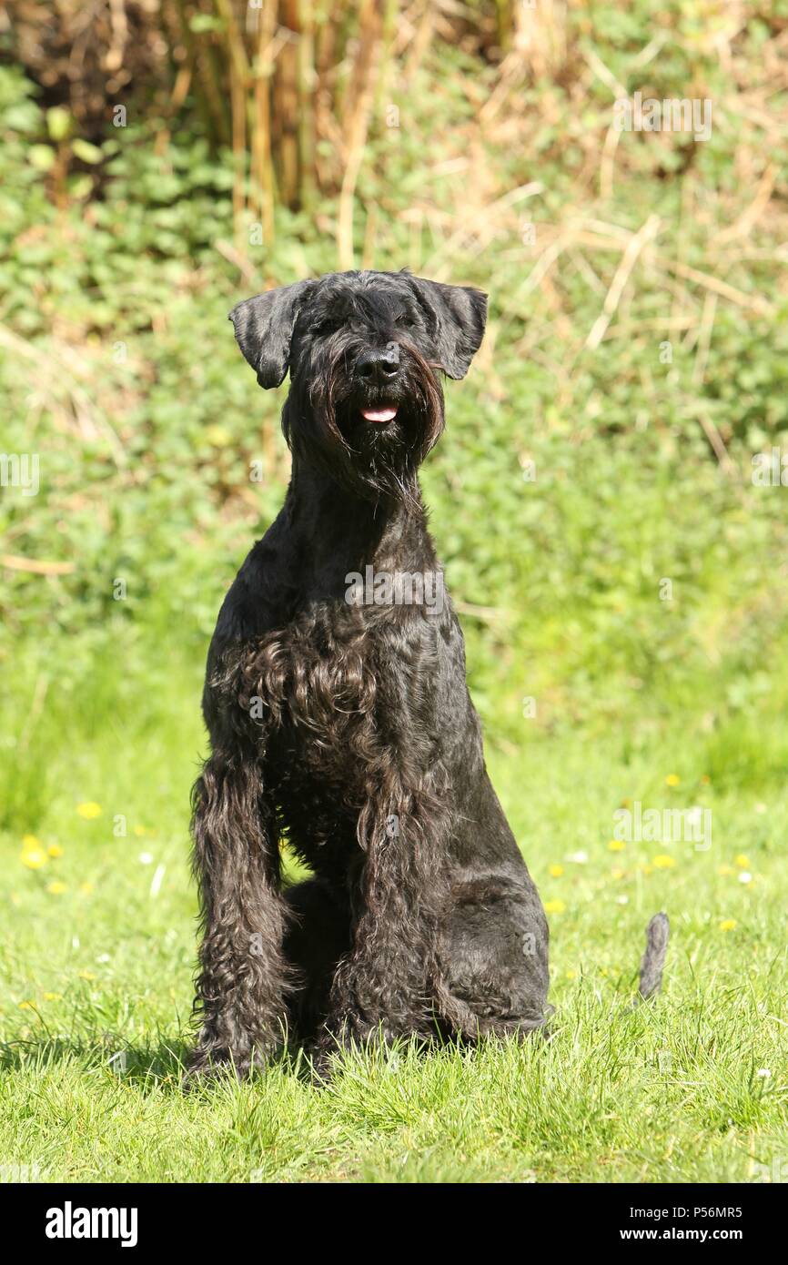 sitting Giant Schnauzer Stock Photo - Alamy